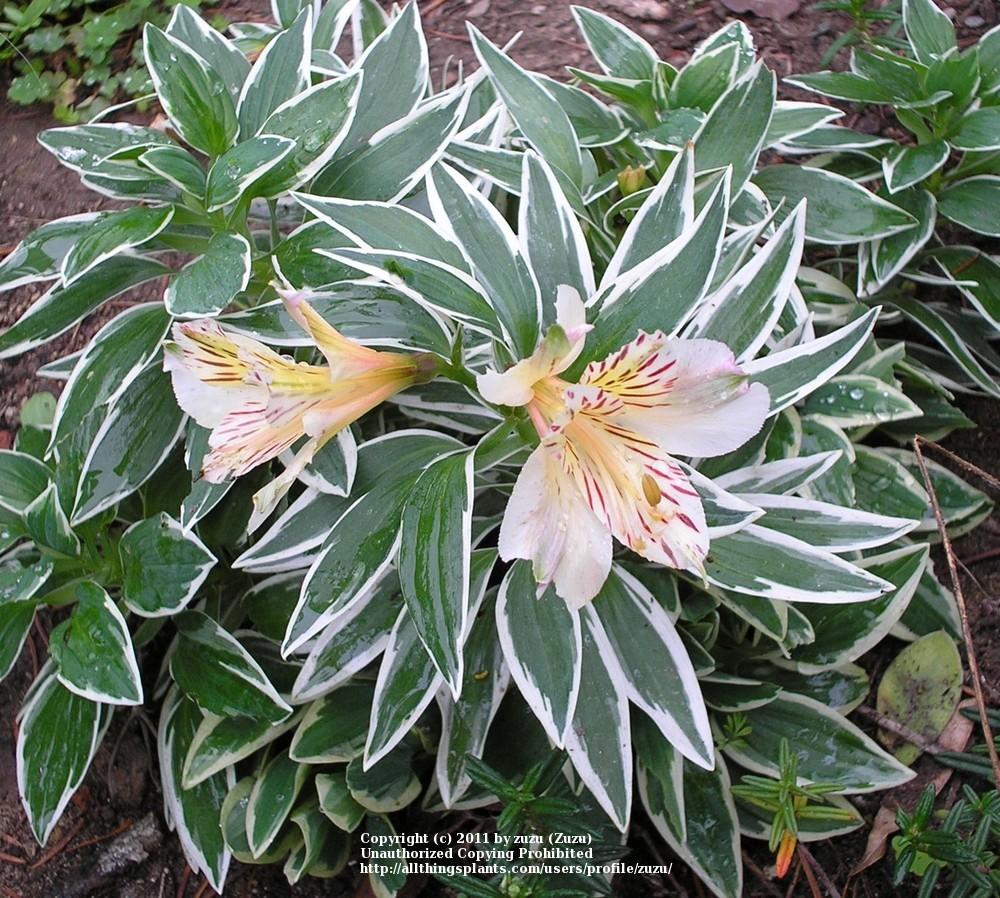 Photo of the leaves of Peruvian Lily (Alstroemeria Princess Lilies ...