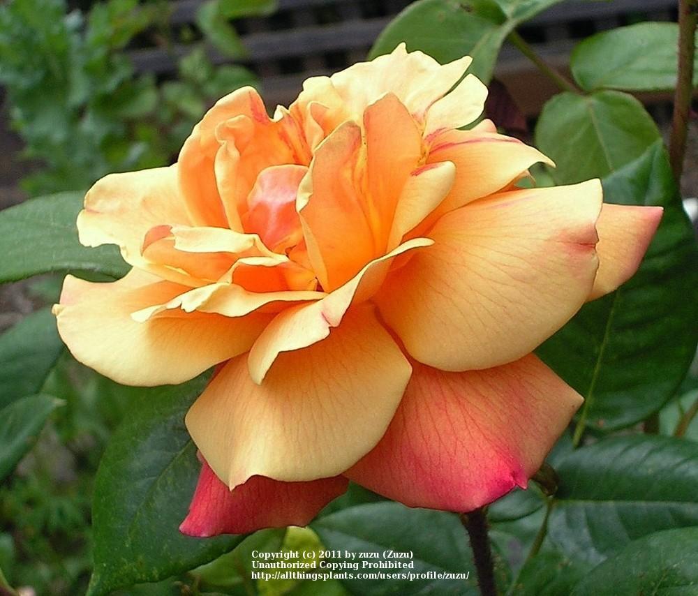 Photo of the bloom of Rose (Rosa 'Autumn') posted by zuzu - Garden.org