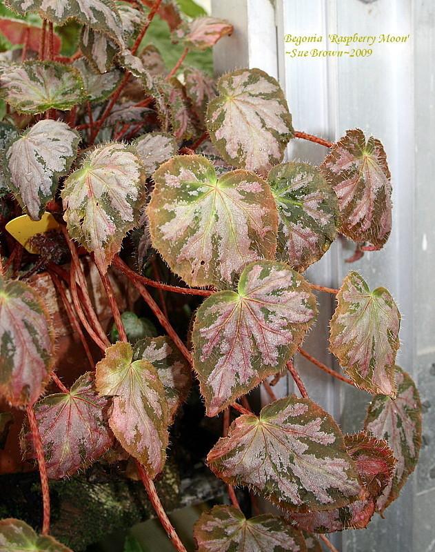 Rhizomatous Begonia (Begonia 'Raspberry Moon') in the Begonias Database ...