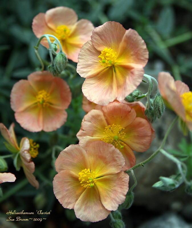 Rock Rose (Helianthemum nummularium 'Cheviot') - Garden.org