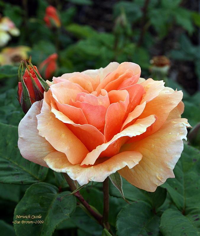 Photo of the bloom of Rose (Rosa 'Norwich Castle') posted by Calif_Sue ...