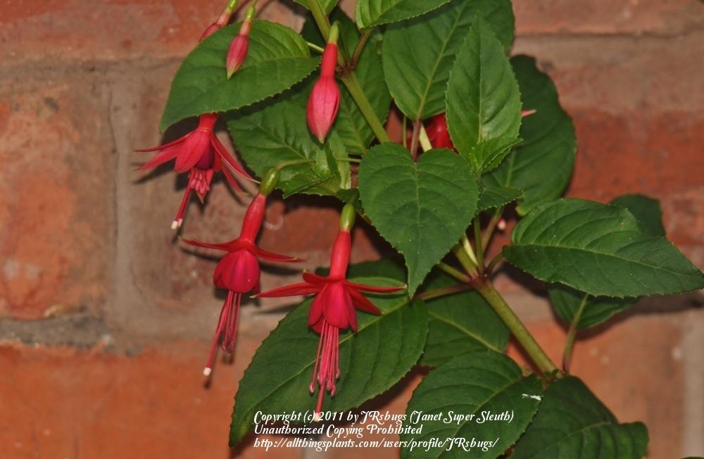 Hardy Fuchsia (Fuchsia 'Flash') in the Fuchsias Database - Garden.org