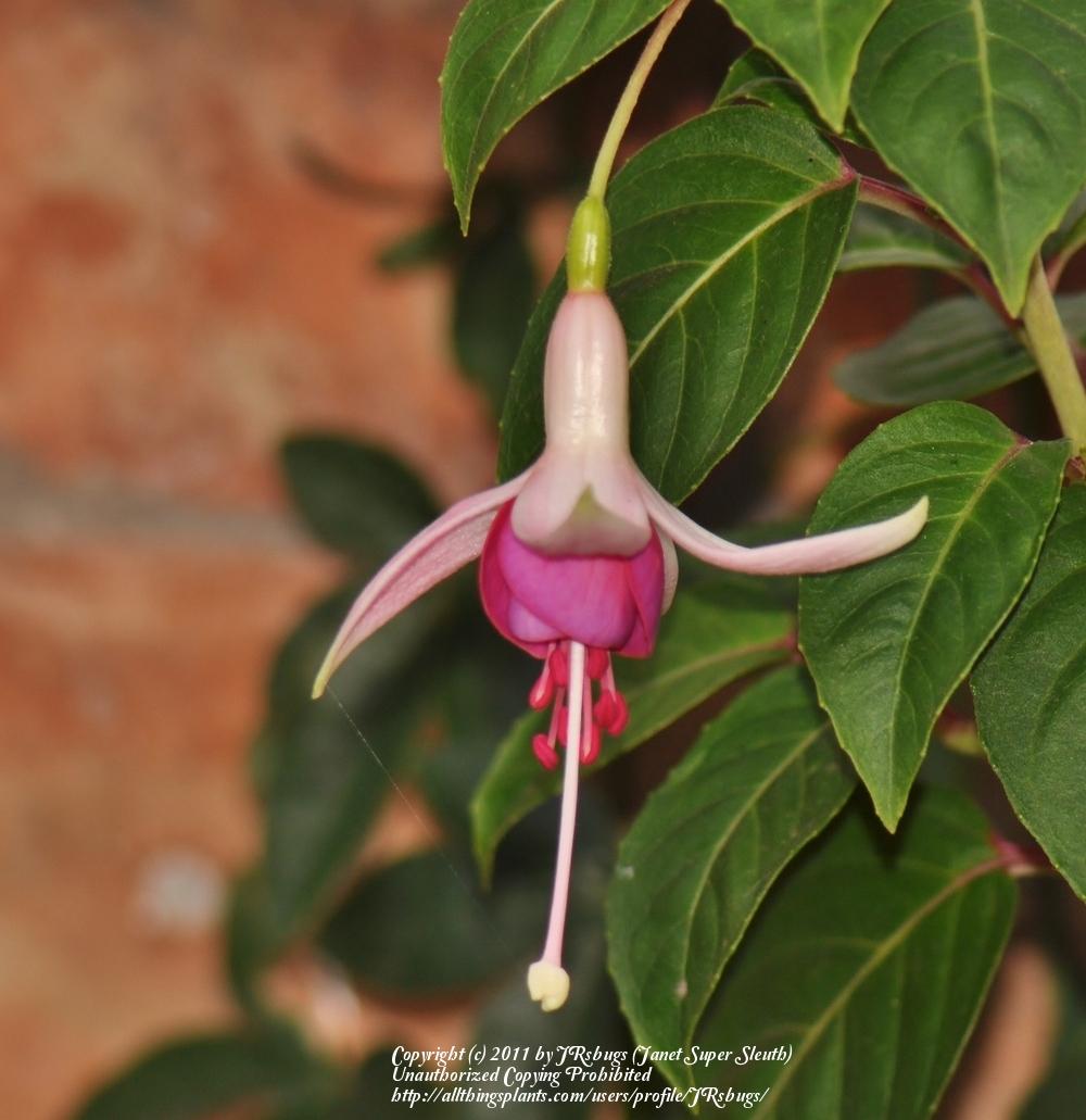 Hardy Fuchsia (Fuchsia 'Wharfedale') in the Fuchsias Database - Garden.org