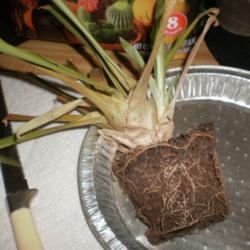 A How-To Guide for Propagating Bromeliads - Garden.org