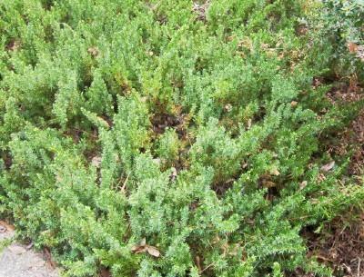 Shore Juniper (Juniperus rigida subsp. conferta 'Emerald Sea') - Garden.org