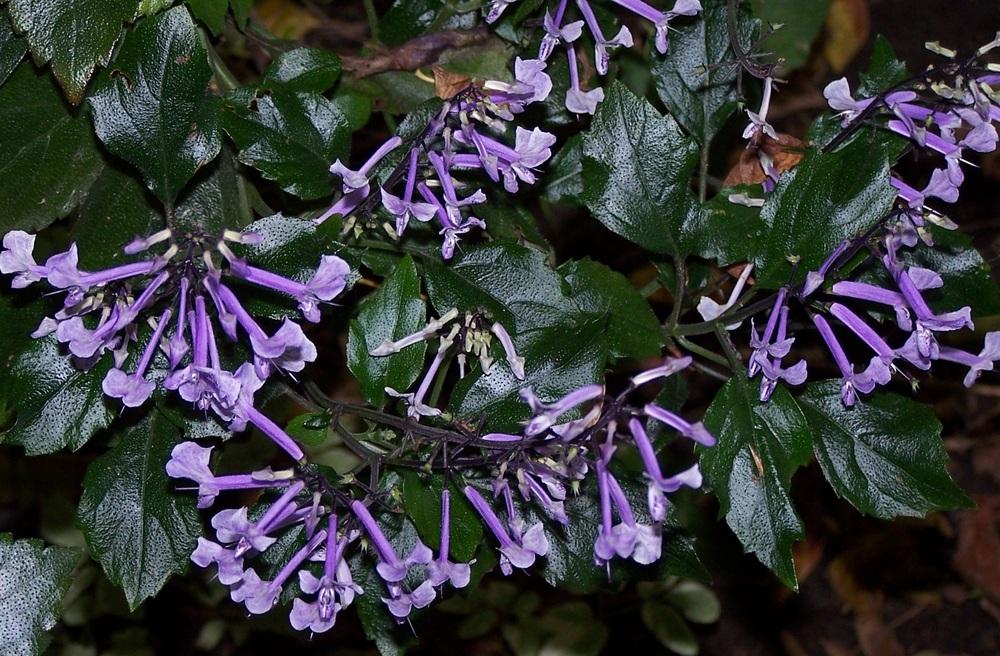 Spur Flower (Plectranthus Mona Lavender) - Garden.org