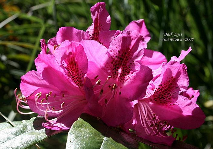Rhododendron 'Dark Eyes' in the Rhododendrons Database - Garden.org