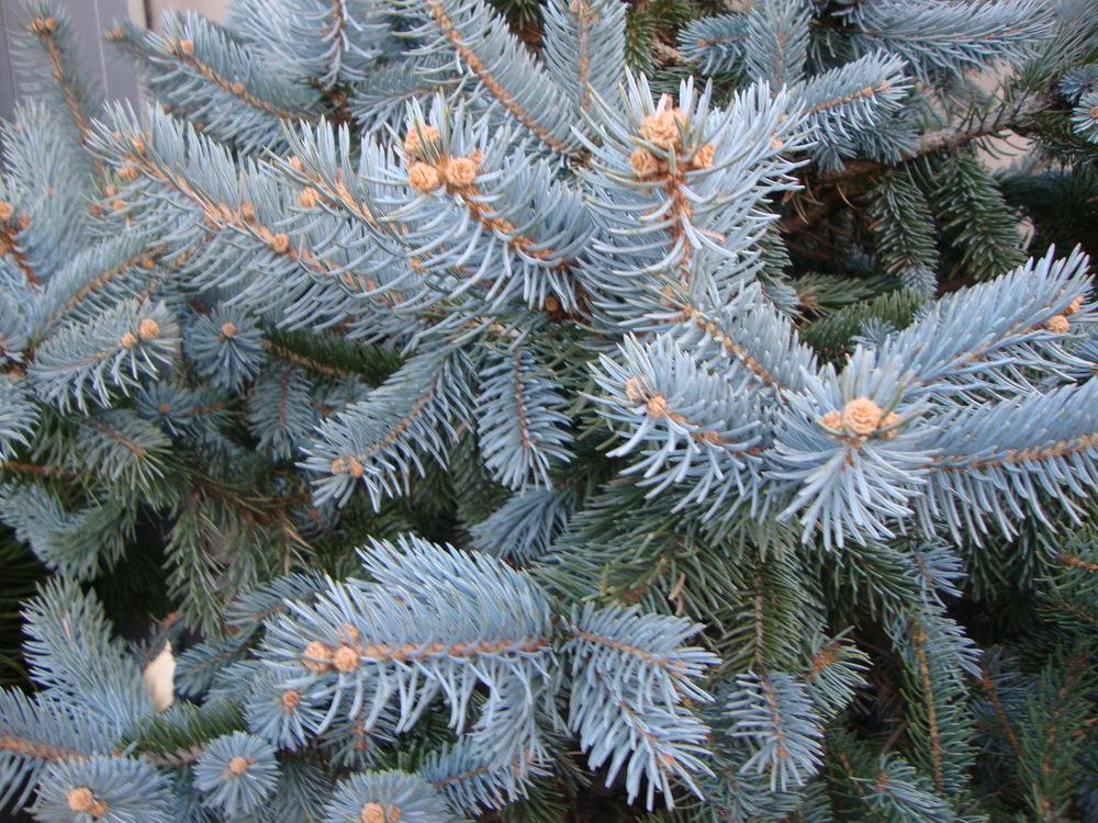 Photo of the stem, scape, stalk or bark of Blue Spruce (Picea pungens ...