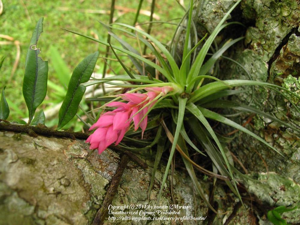 Air Plants: Plant Care and Collection of Varieties - Garden.org