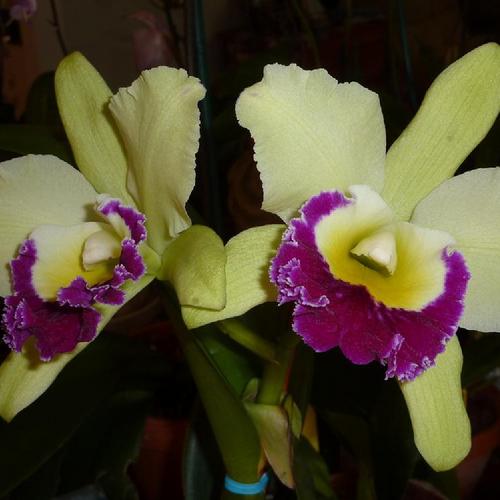 Orchid (Rhyncholaeliocattleya Pratum Green 'Boonserm') - Garden.org