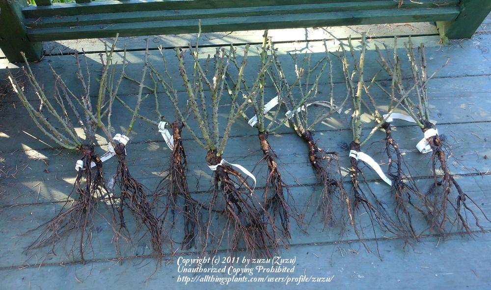 zuzu's blog: Hortico - Garden.org