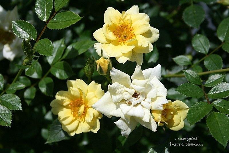 Rose (Rosa 'Lemon Splash') in the Roses Database - Garden.org