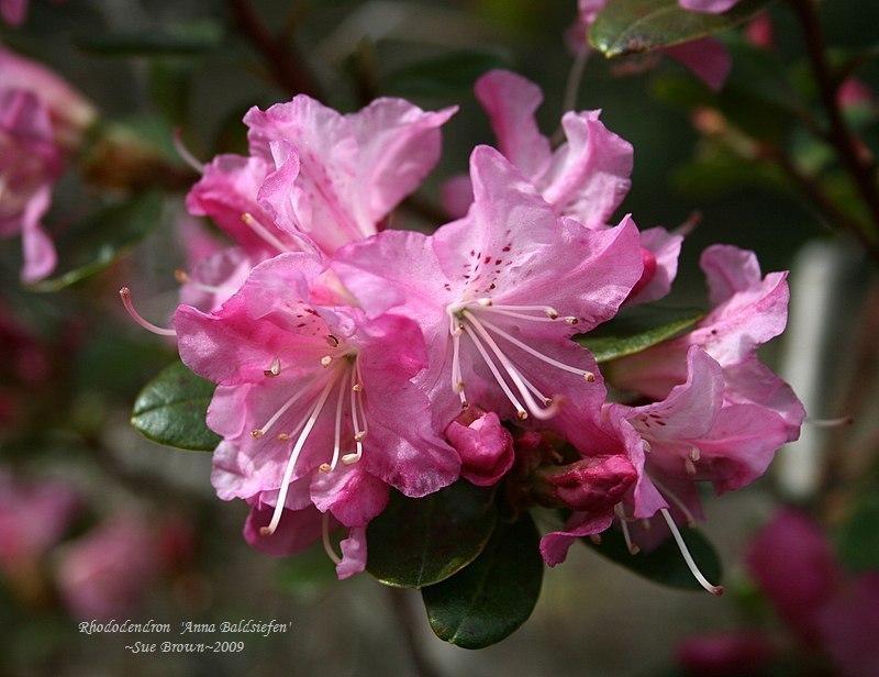 Rhododendron 'Anna Baldsiefen' in the Rhododendrons Database - Garden.org