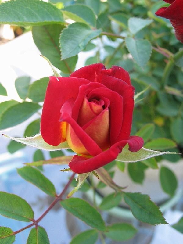 Rose (Rosa 'Glowing Amber') in the Roses Database - Garden.org