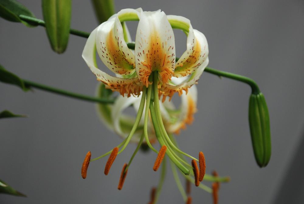 Photo of the bloom of Lily (Lilium 'Madame Butterfly') posted by ...