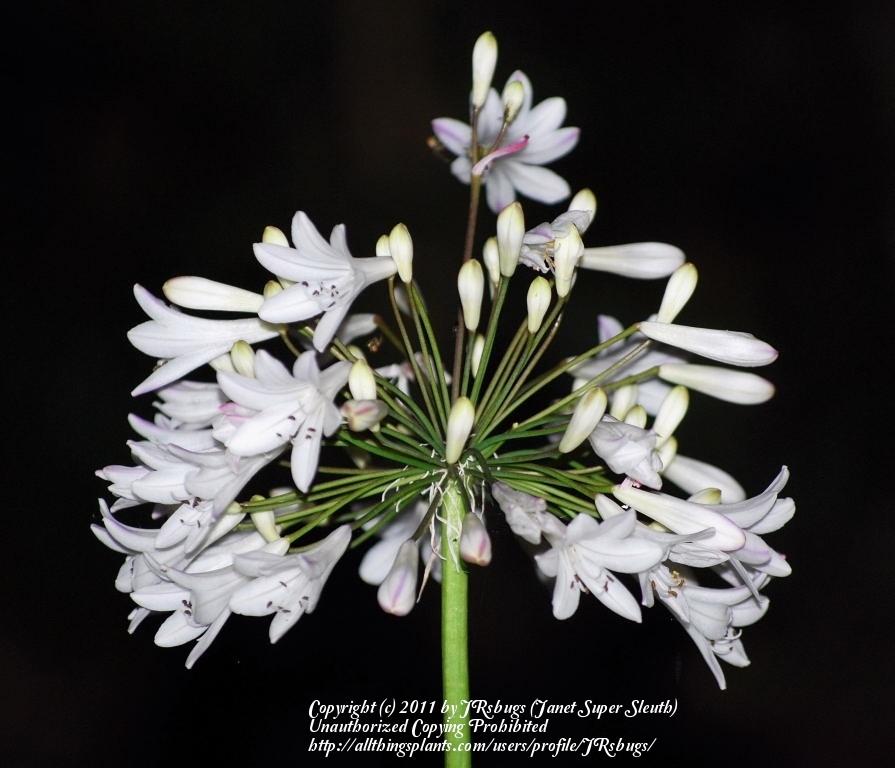 African Lily (Agapanthus 'Glacier Stream') in the Agapanthus Database ...