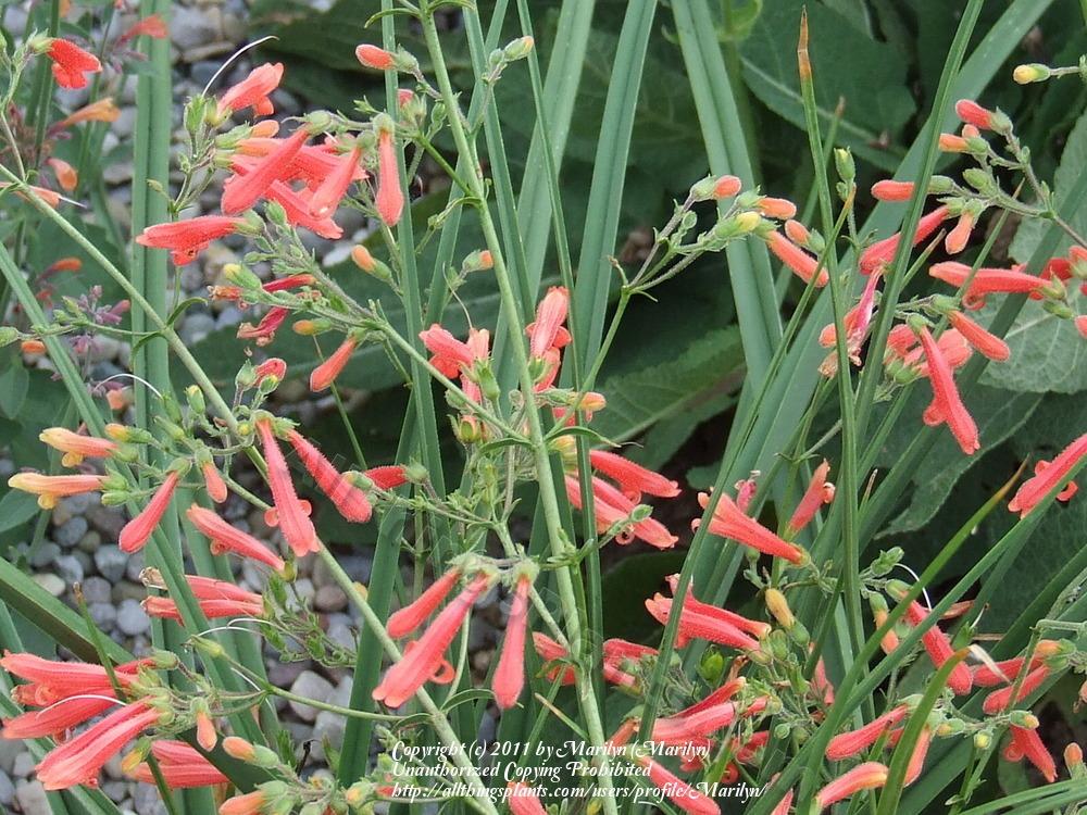 Photo of the bloom of Bridge Penstemon (Penstemon rostriflorus) posted ...