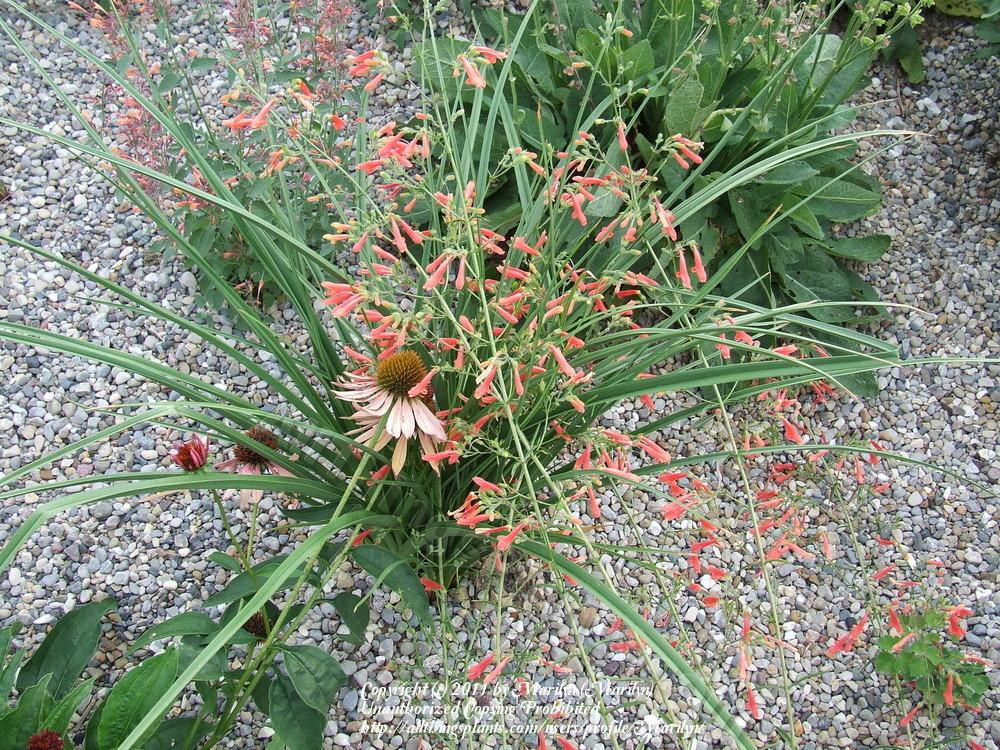 Photo of the bloom of Bridge Penstemon (Penstemon rostriflorus) posted ...