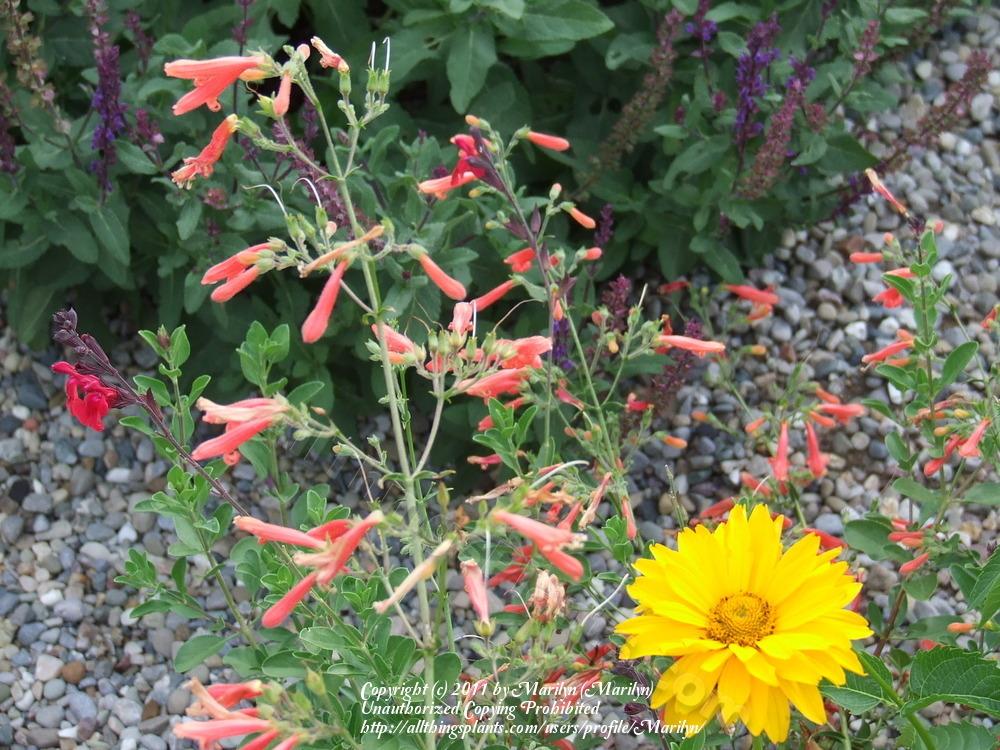 Photo of the closeup of buds, sepals and receptacles of Bridge ...