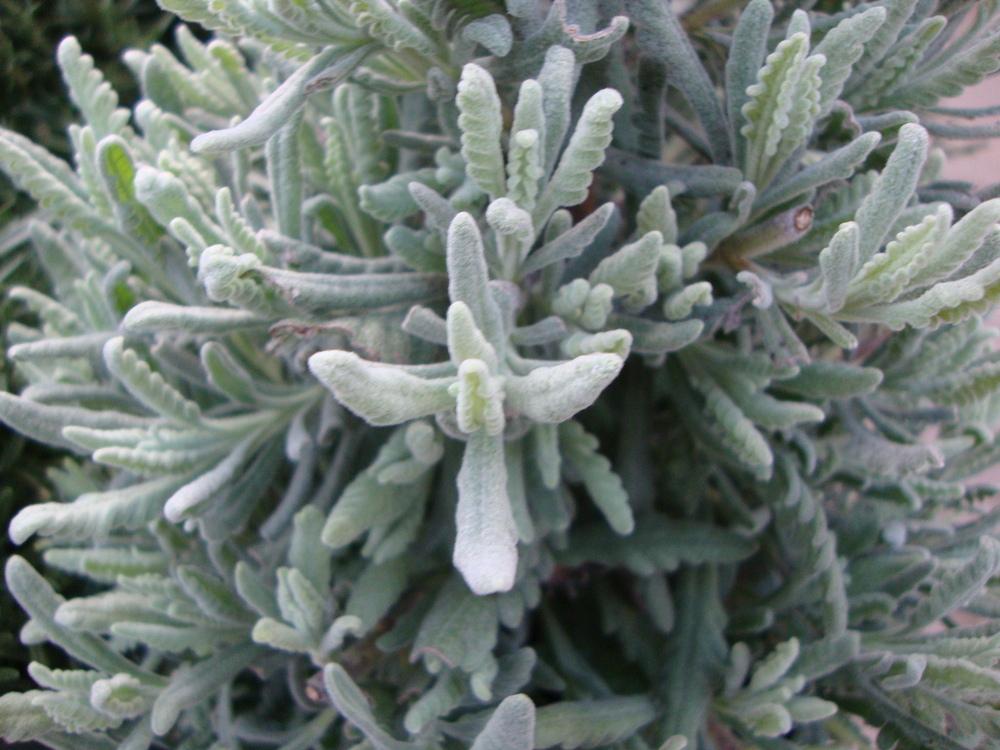 Photo of the leaves of Lavender (Lavandula x ginginsii 'Goodwin Creek ...