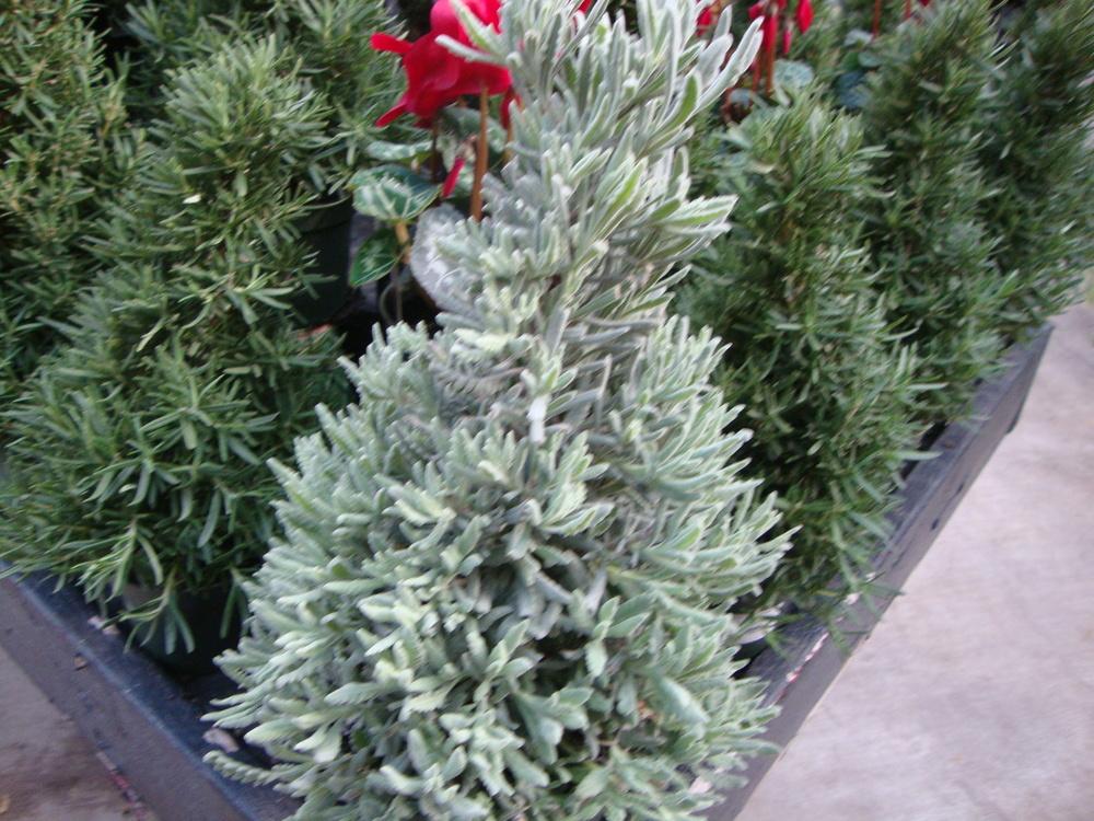 Photo of the entire plant of Lavender (Lavandula x ginginsii 'Goodwin ...