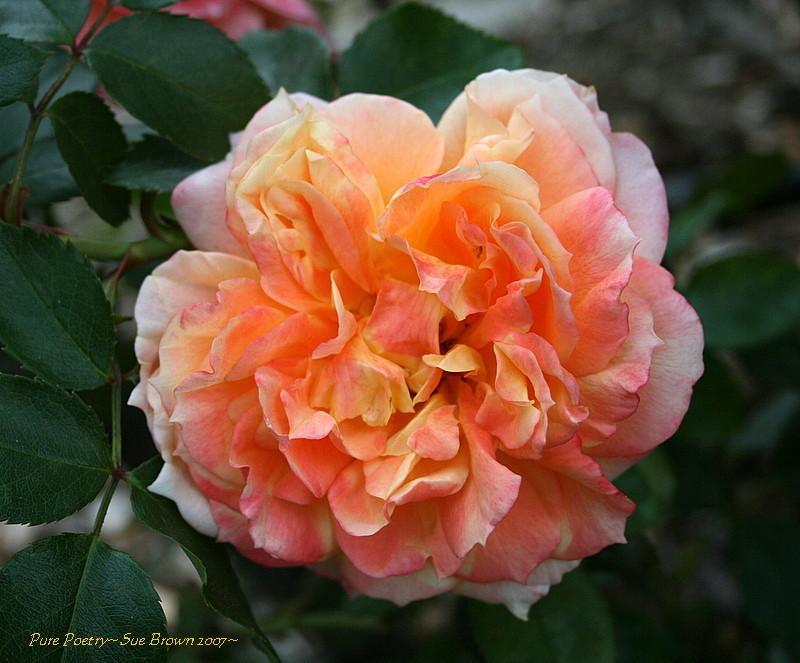 Photo of the bloom of Rose (Rosa 'Pure Poetry') posted by Calif_Sue ...