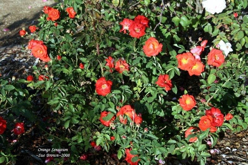 Photo of the entire plant of Rose (Rosa 'Orange Sensation') posted by ...