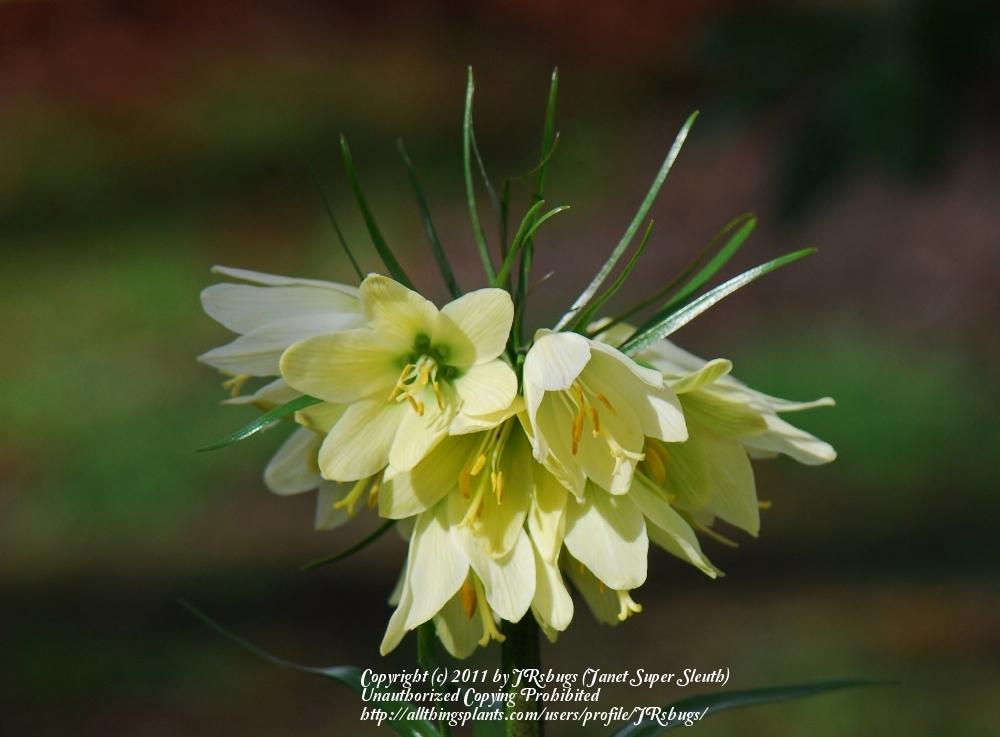 Photo of the bloom of Fritillary (Fritillaria raddeana) posted by ...