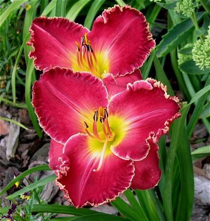 Daylily (Hemerocallis 'Borderline Crazy') in the Daylilies Database ...