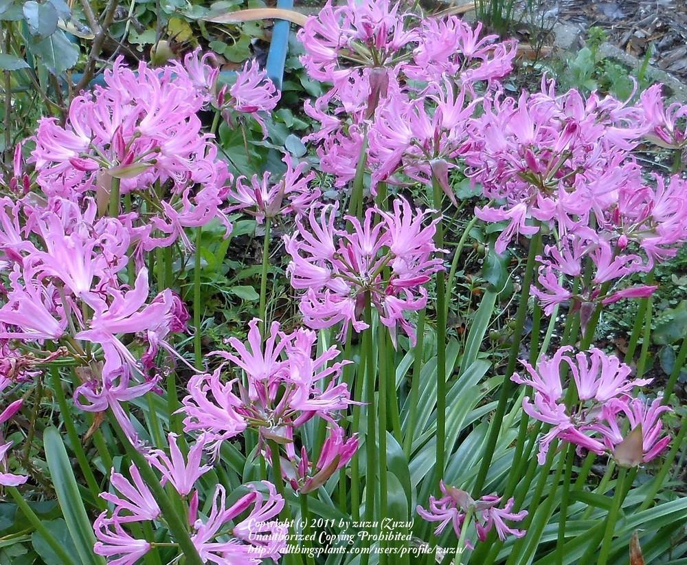 Cape Lilies: Plant Care and Collection of Varieties - Garden.org