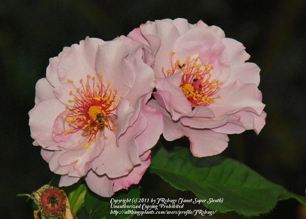 Photo of the bloom of Rose (Rosa 'Odyssey') posted by JRsbugs - Garden.org