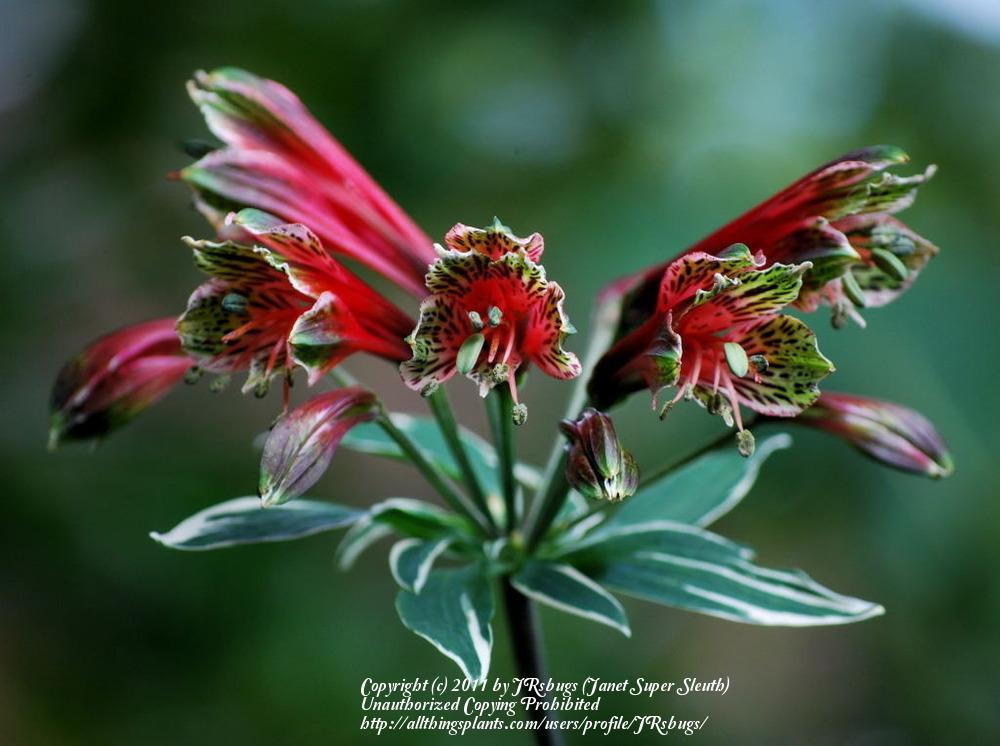 Photo of the bloom of White-edged Princess Lily (Alstroemeria ...