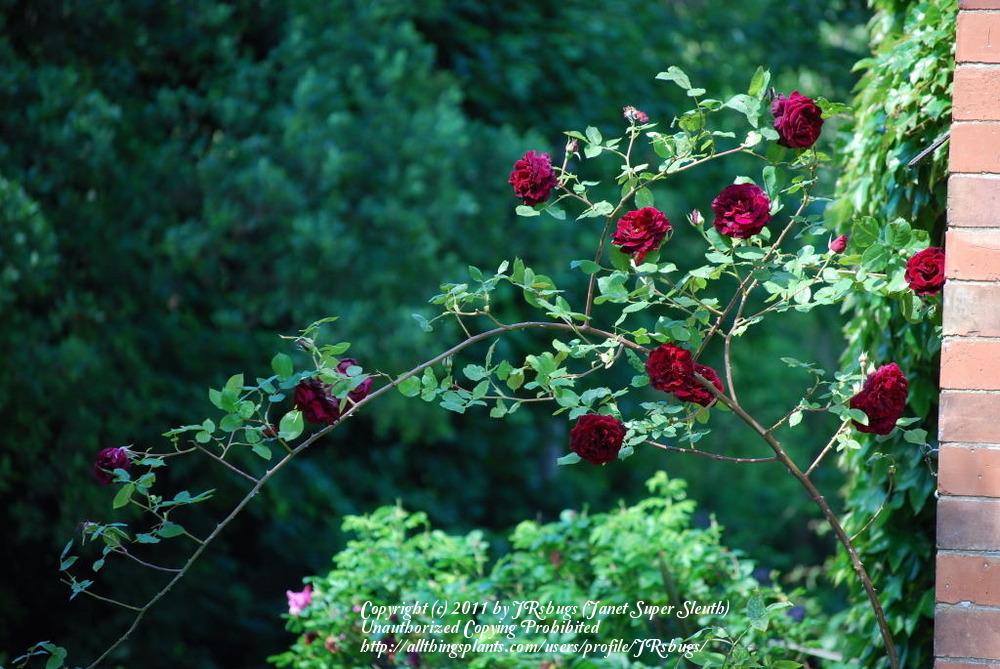Photo of the entire plant of Rose (Rosa 'Guinee') posted by JRsbugs ...