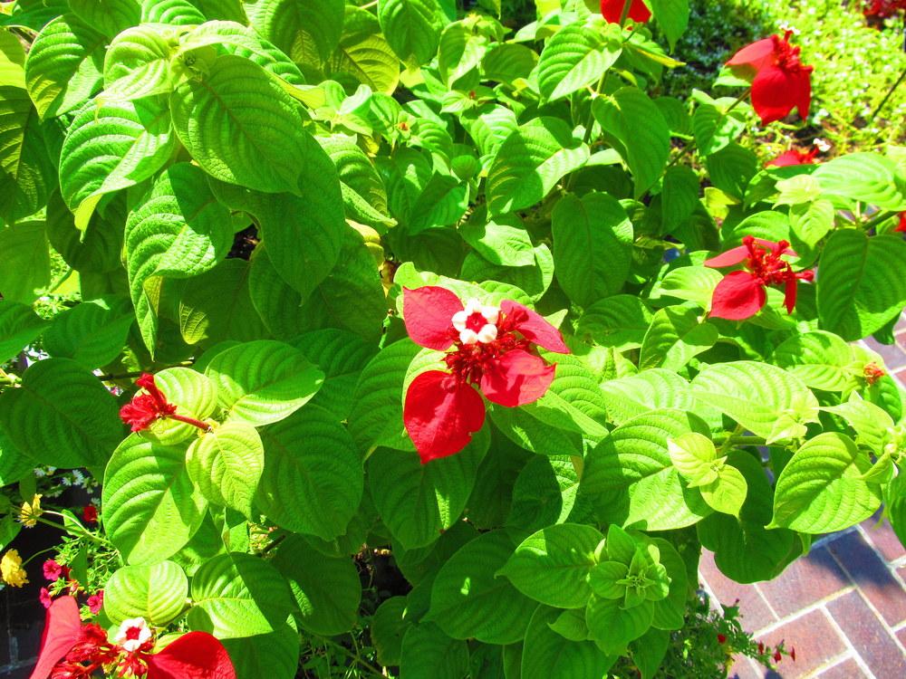 Photo of the bloom of Red Flag Bush (Mussaenda erythrophylla) posted by ...