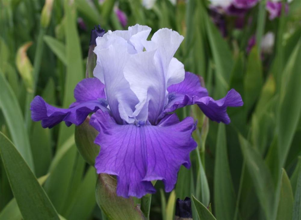 Tall Bearded Iris (Iris 'Blue Ridge Beauty') in the Irises Database ...
