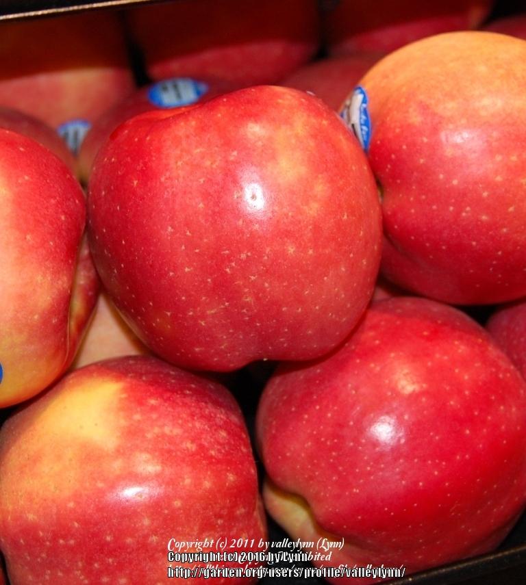 Apple (Malus domestica Pacific Rose™) in the Apples Database - Garden.org