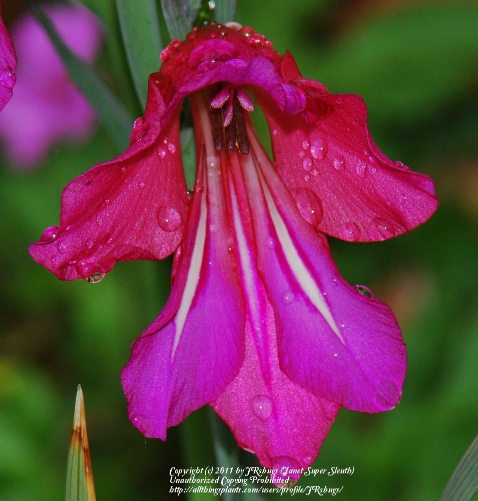Gladiolus: Plant Care and Collection of Varieties - Garden.org