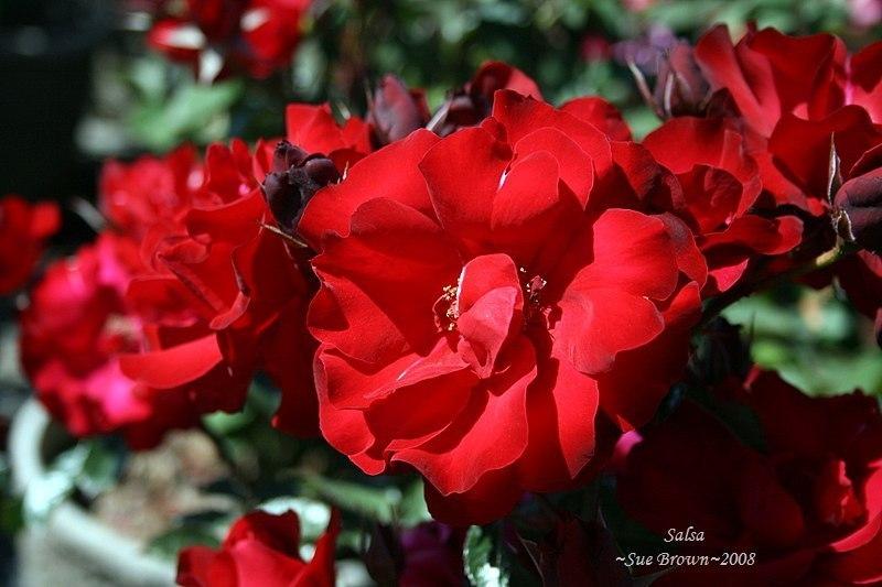 Rose (Rosa 'Salsa') in the Roses Database - Garden.org