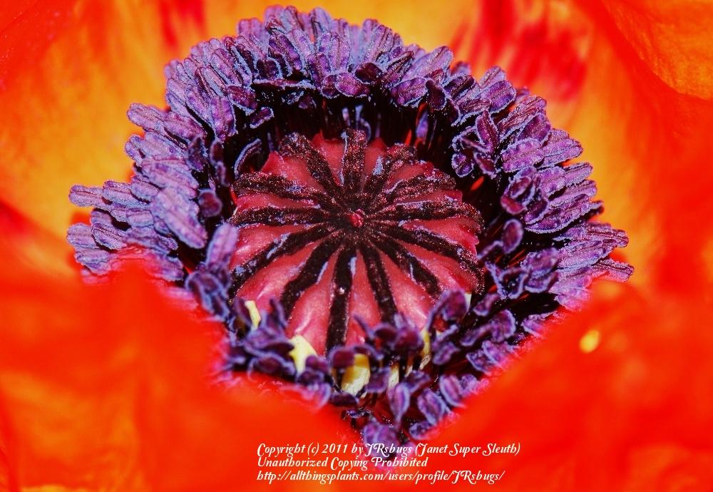 Semi-dwarf Oriental Poppy (Papaver orientale 'Pizzicato') in the ...