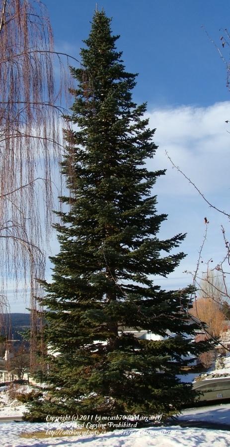 Photo of the entire plant of Subalpine Fir (Abies lasiocarpa) posted by ...