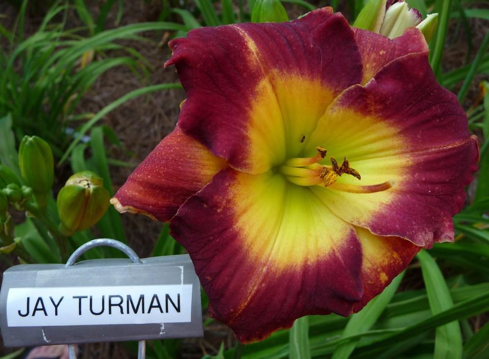 Photo of the bloom of Daylily (Hemerocallis 'Jay Turman') posted by ...
