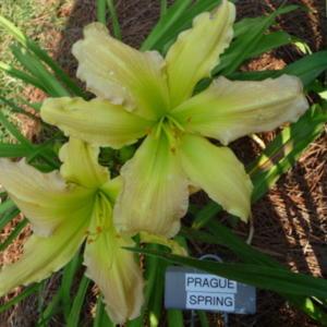 Daylily (Hemerocallis 'Prague Spring') in the Daylilies Database ...