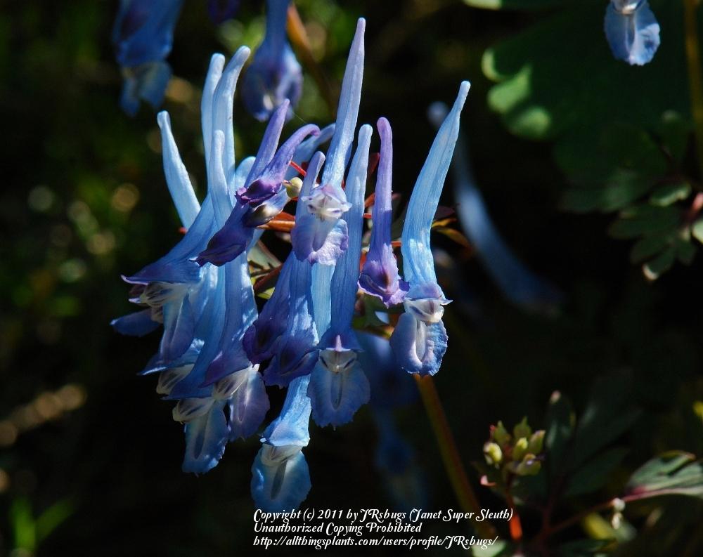 Blue Corydalis (Corydalis flexuosa 'Pere David') - Garden.org