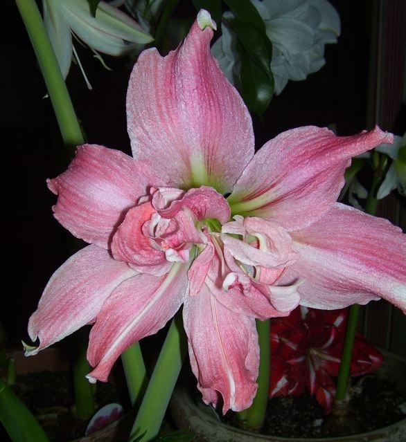 Photo of the bloom of Amaryllis (Hippeastrum 'Rozetta') posted by ...
