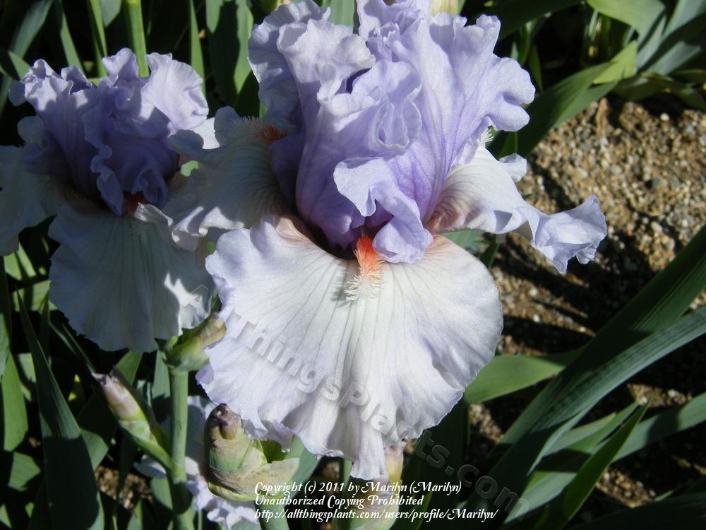 Photo of the bloom of Tall Bearded Iris (Iris 'Fogbound') posted by Marilyn - Garden.org