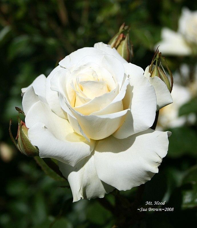 Photo of the bloom of Rose (Rosa 'Mount Hood') posted by Calif_Sue ...