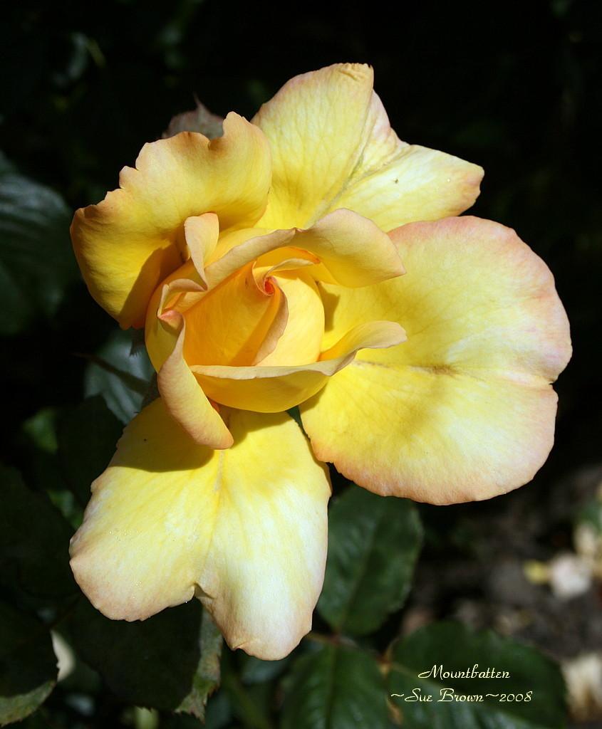 Photo of the bloom of Rose (Rosa 'Mountbatten') posted by Calif_Sue ...