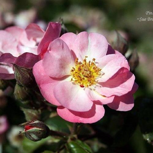 Rose (Rosa 'Pink Star') in the Roses Database - Garden.org