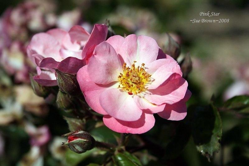Rose (Rosa 'Pink Star') in the Roses Database - Garden.org