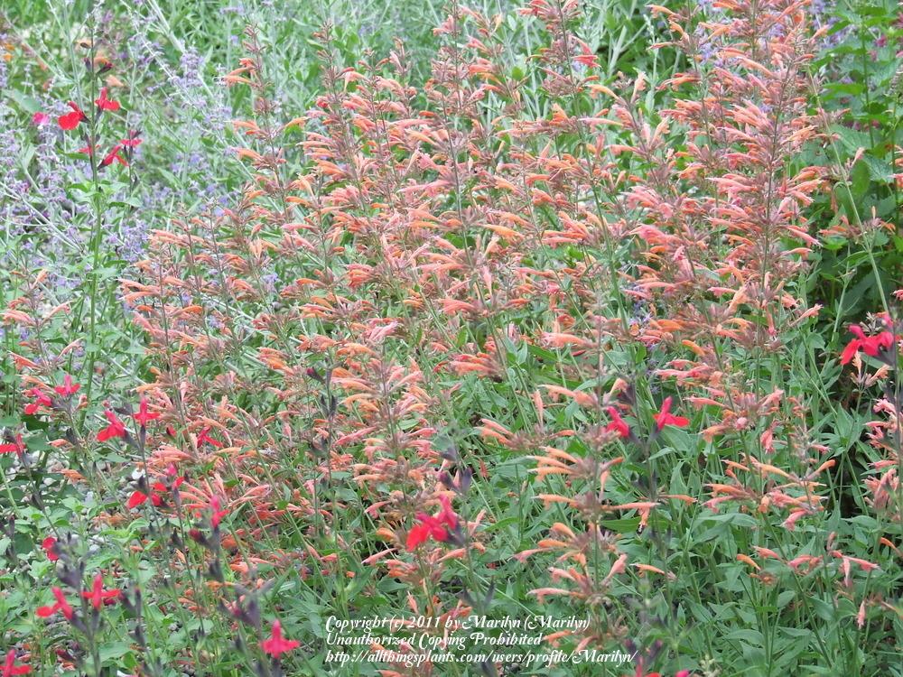 Photo of the bloom of Giant Hyssop (Agastache 'Firebird') posted by ...